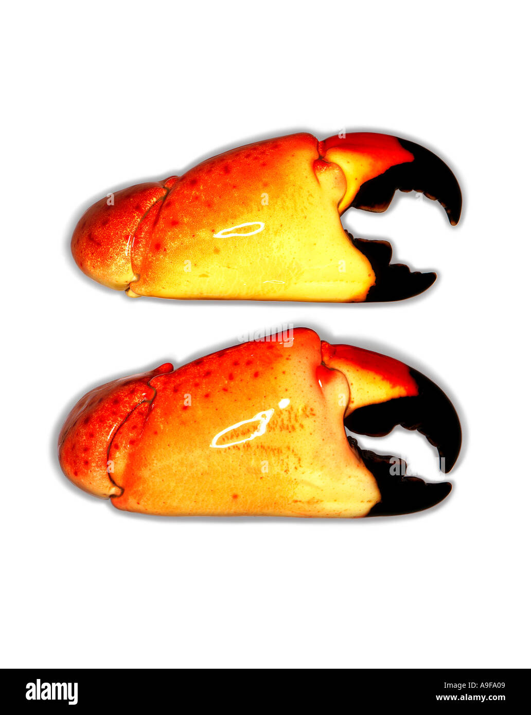 two crab claws on white background Stock Photo - Alamy