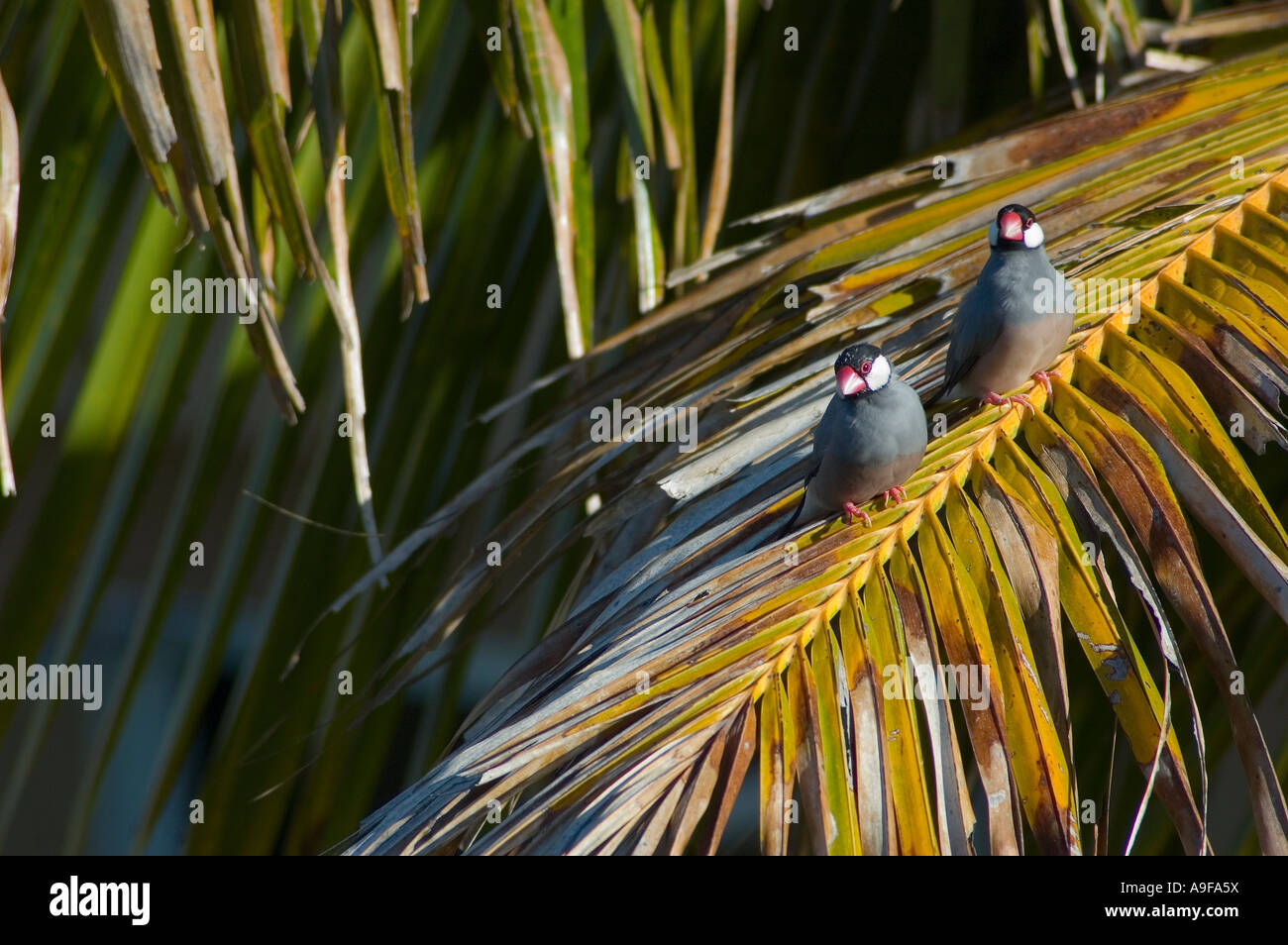 Padda oryzivora hi-res stock photography and images - Alamy