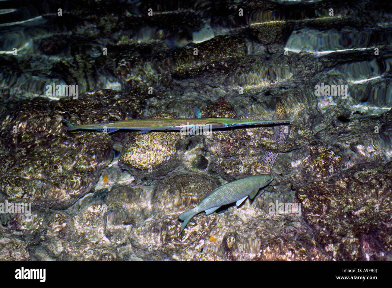 Pipe fish hi-res stock photography and images - Alamy