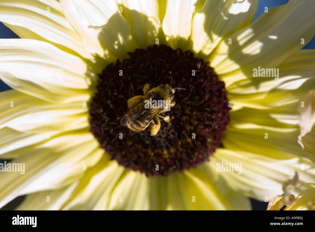 a bumble bee (Bombus terrestris) pollinating a Sun Flower in Palo Alto ...