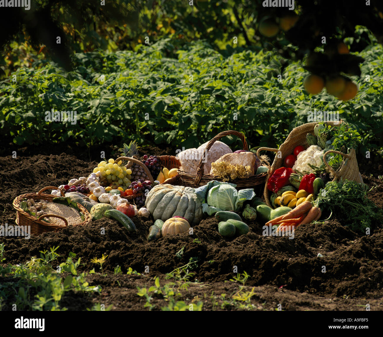 Organically grown Mediterranean produce including vegetables fruits ...