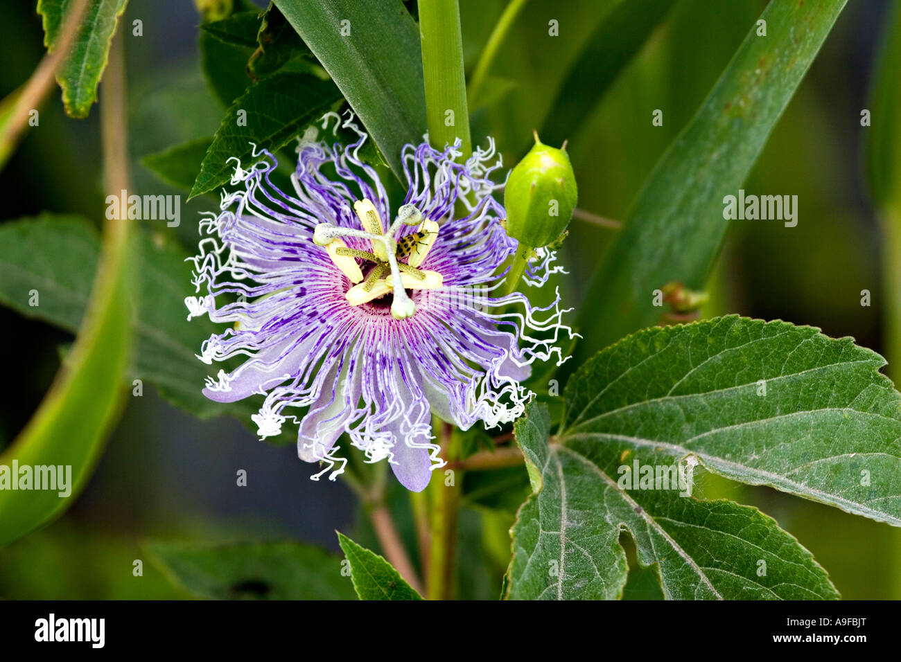 Apostles flower hi-res stock photography and images - Alamy