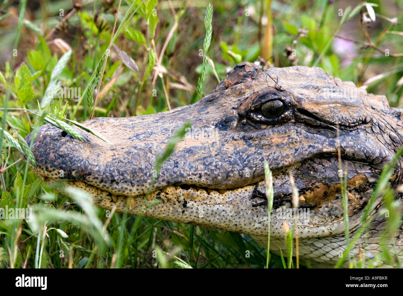 U s s alligator hi-res stock photography and images - Alamy
