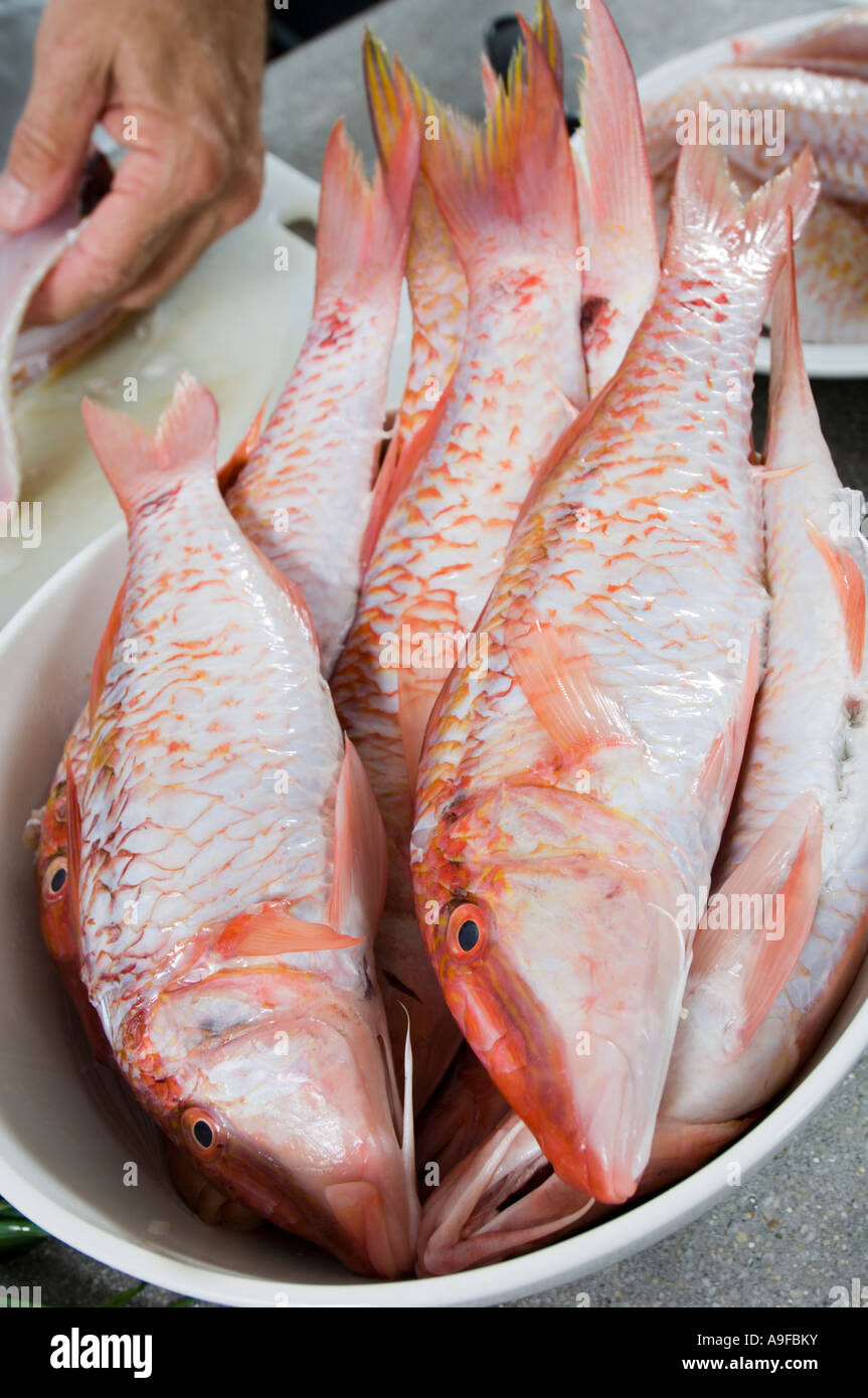 Goat fish hi-res stock photography and images - Alamy