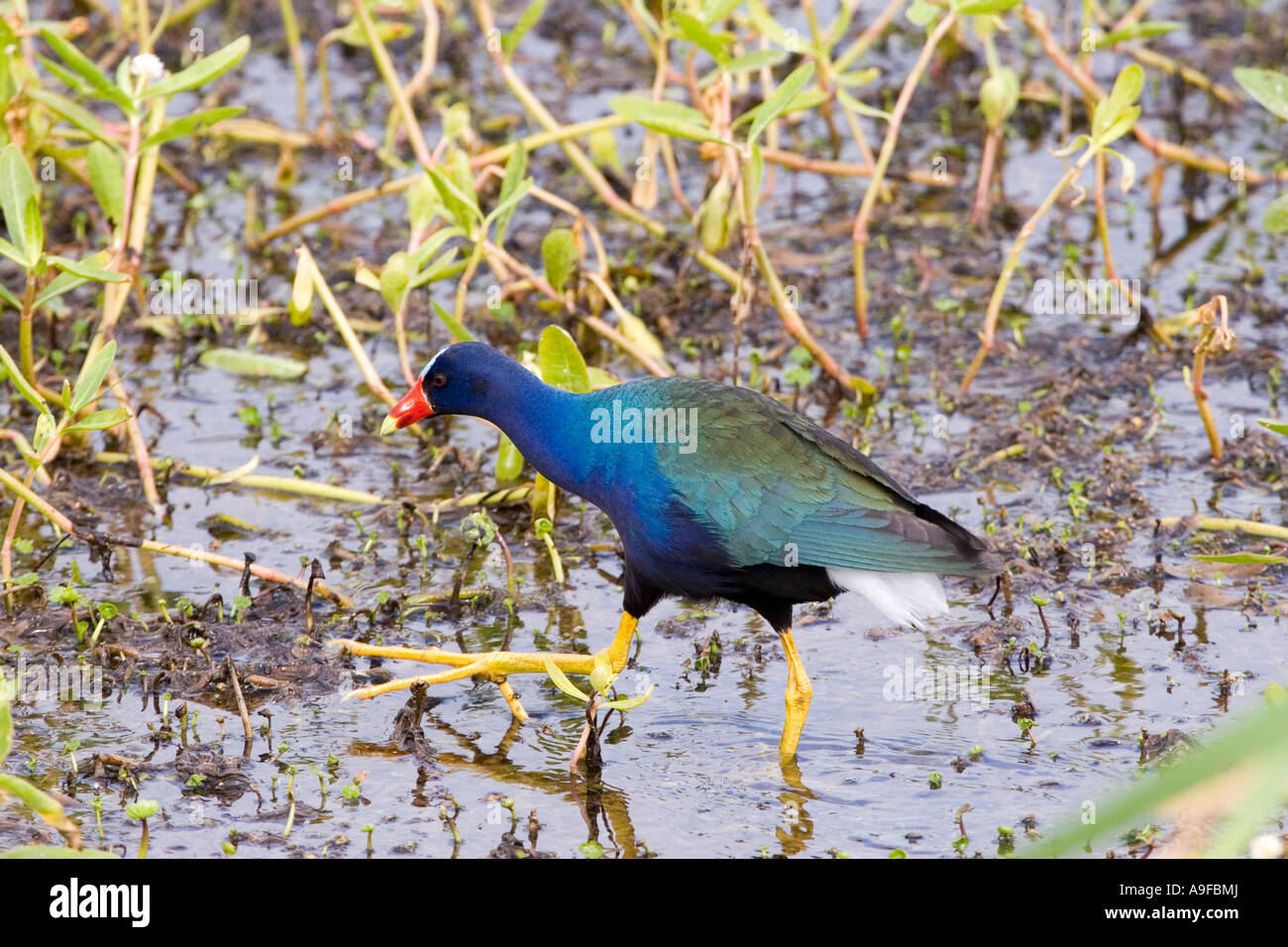 American Purple Gallinule Stock Photo - Alamy
