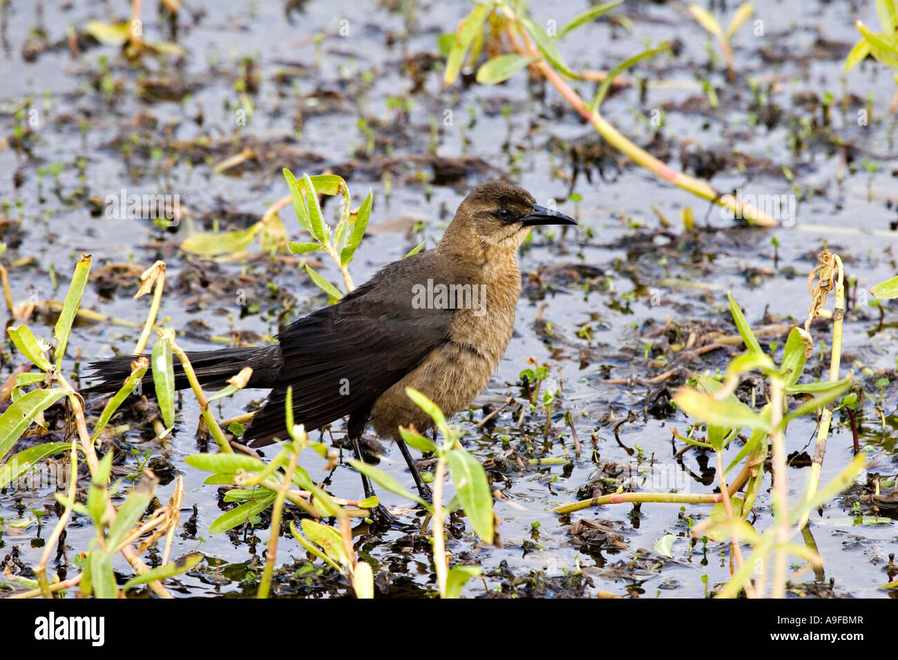 Common grackle female Stock Photo - Alamy