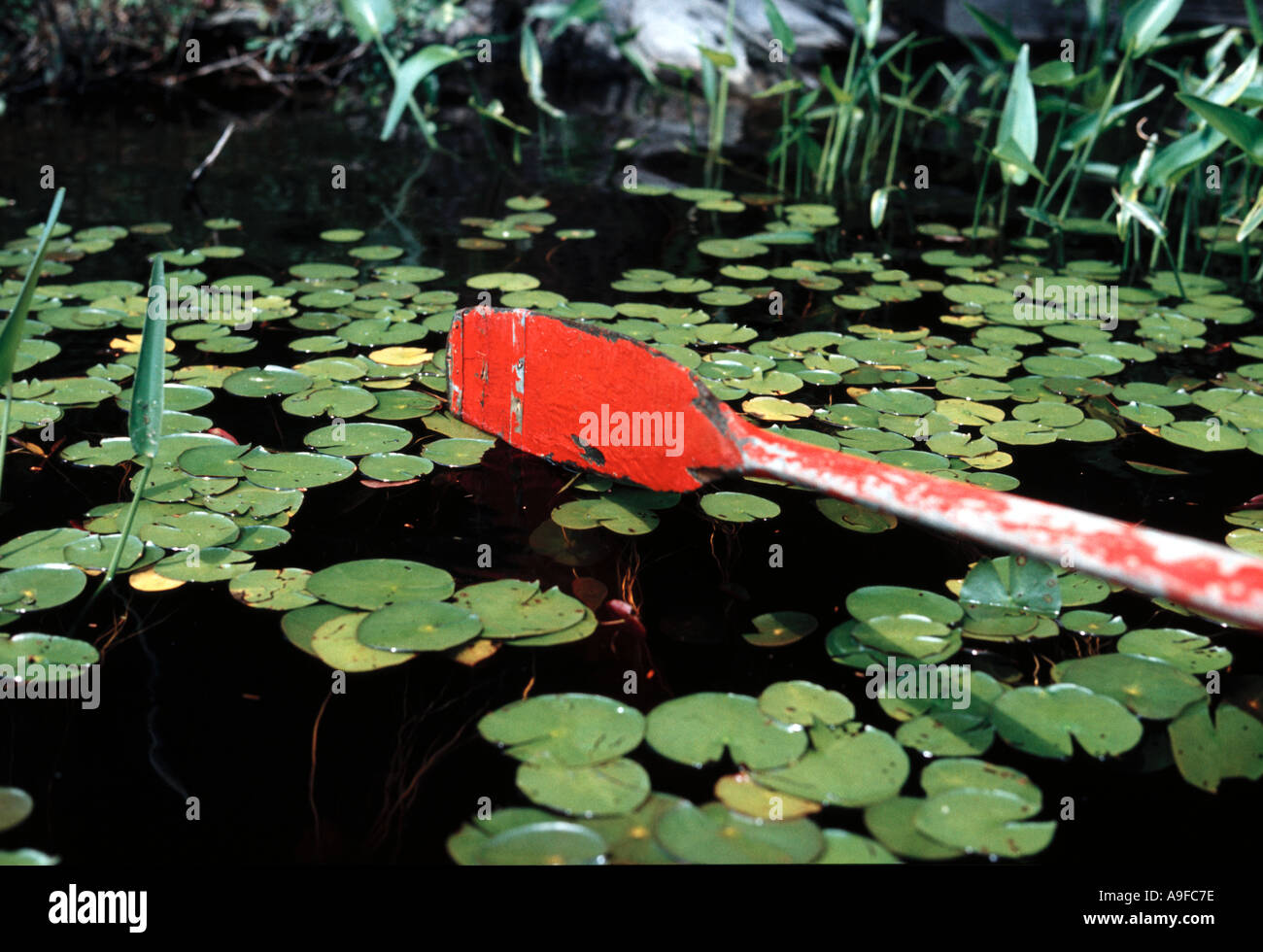Red oar and lillies on Ontario Canada lake Stock Photo - Alamy