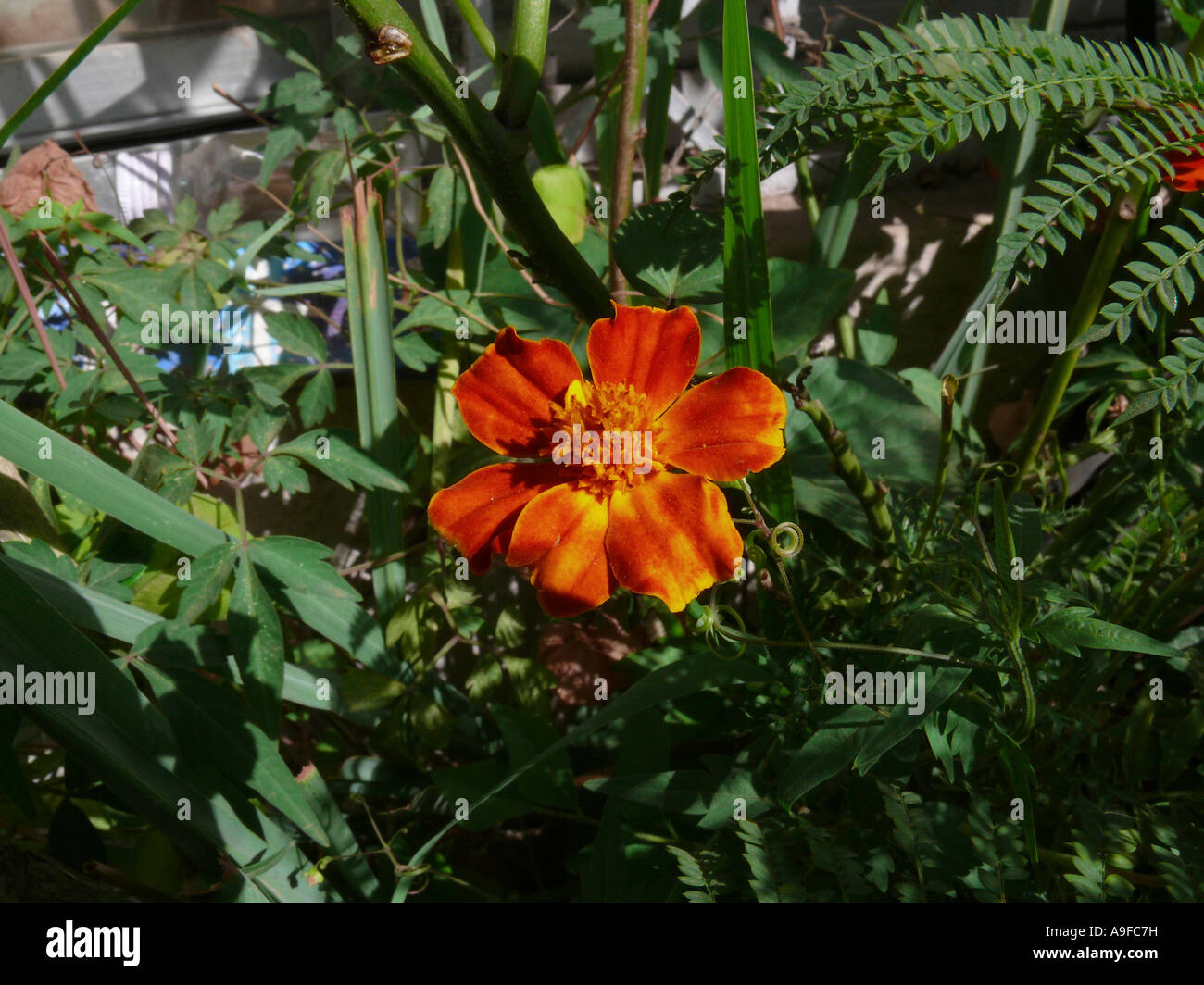 Marigold flower. Botanical: Calendula officinalis (LINN.) Family: N.O ...