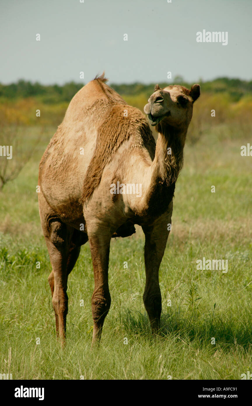 Camel graze hi-res stock photography and images - Alamy