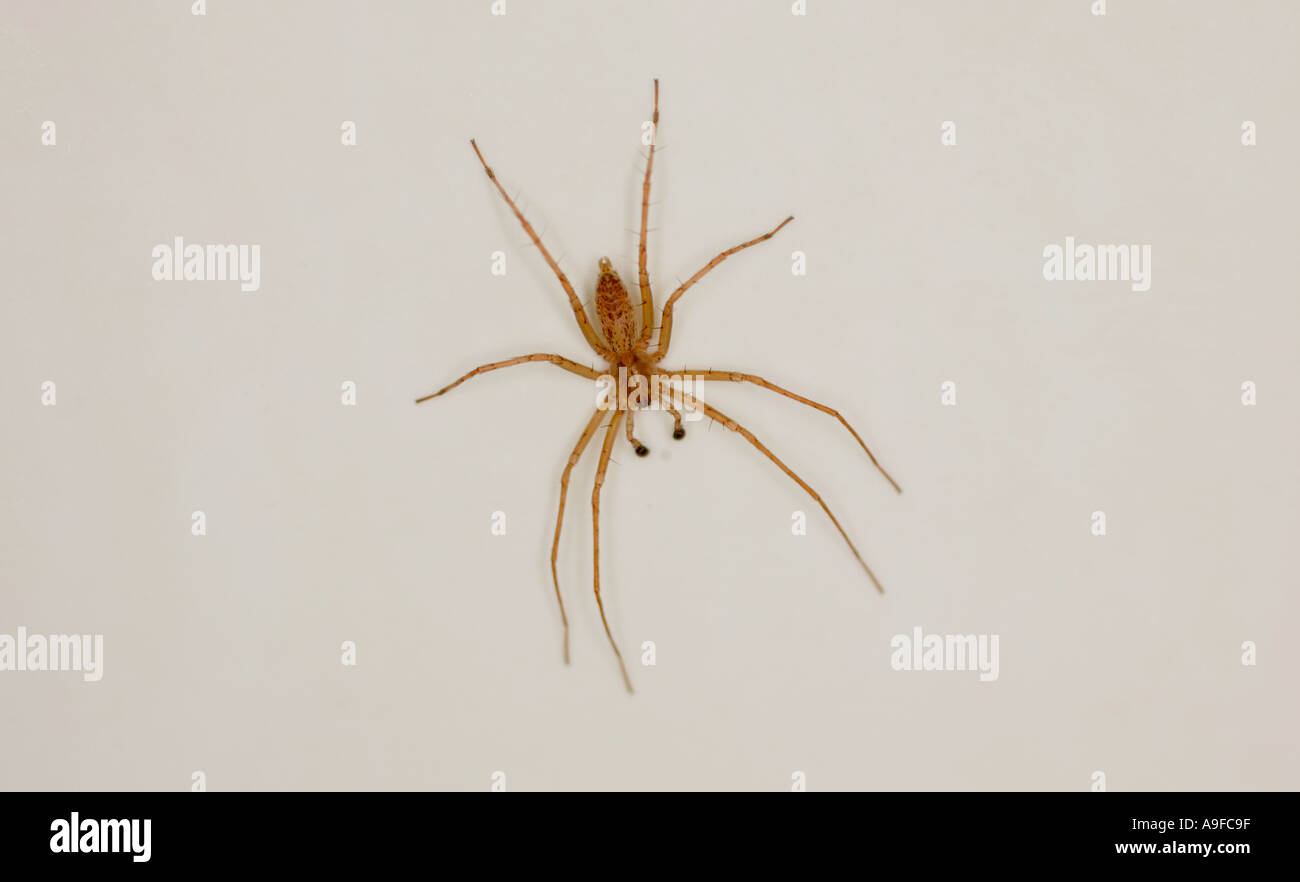 Spider sting hi-res stock photography and images - Alamy