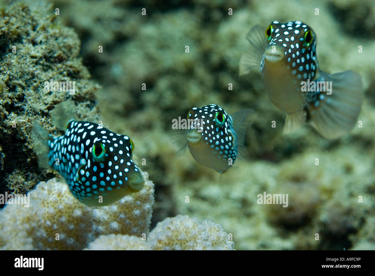Whitespotted Puffer High Resolution Stock Photography and Images - Alamy