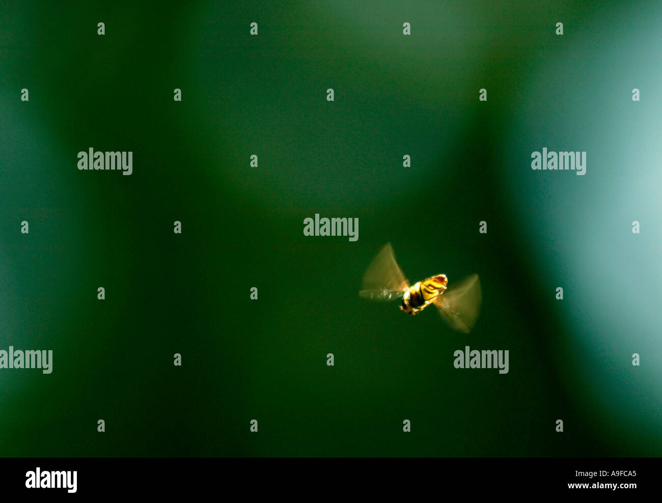 Tiny bee hi-res stock photography and images - Alamy