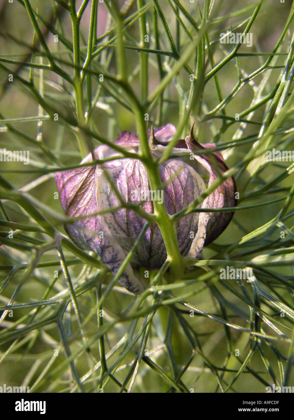 Love in mist flower hi-res stock photography and images - Alamy