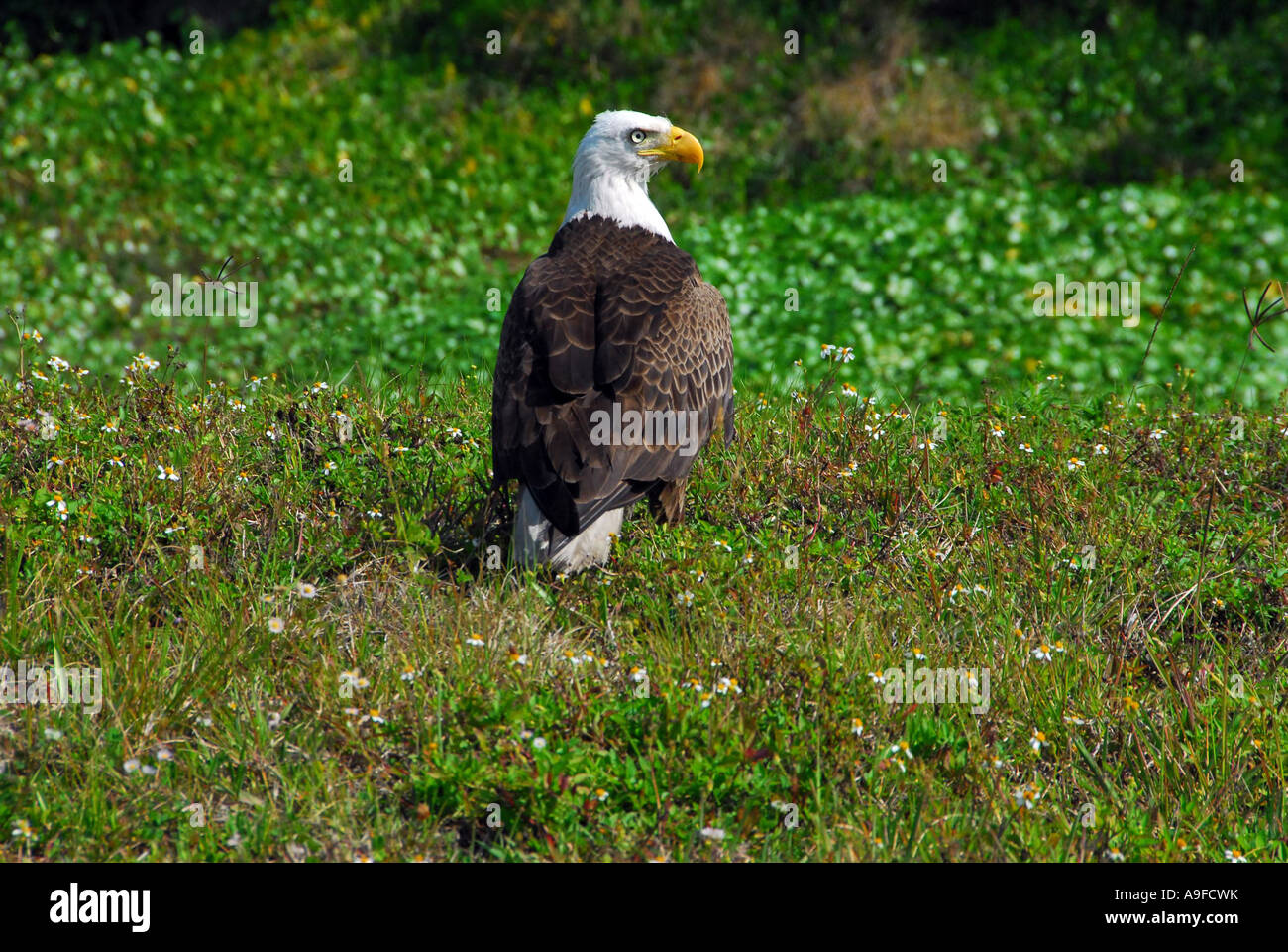 American Bald Eagle Stock Photo - Alamy