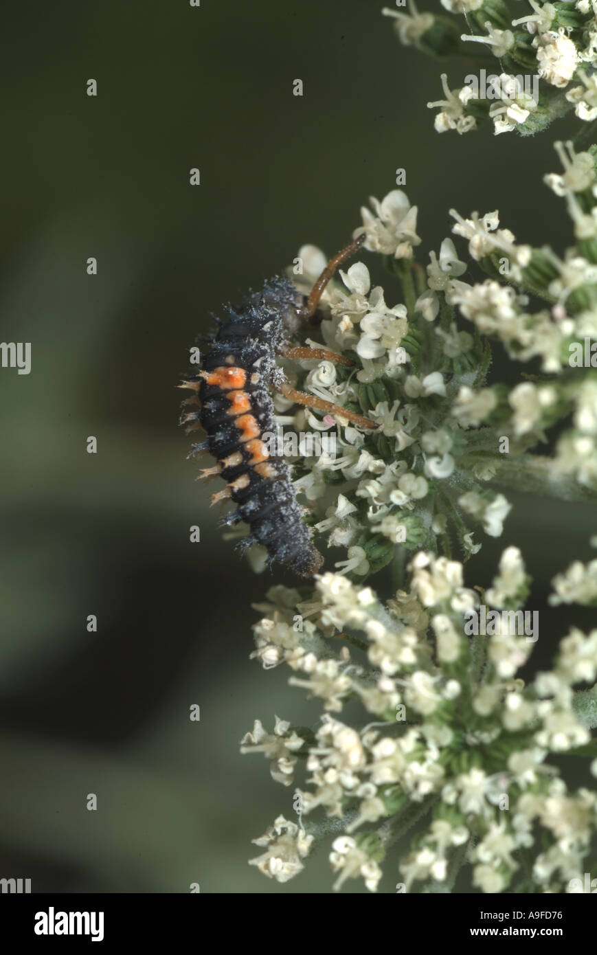 Flowers and insects Stock Photo - Alamy