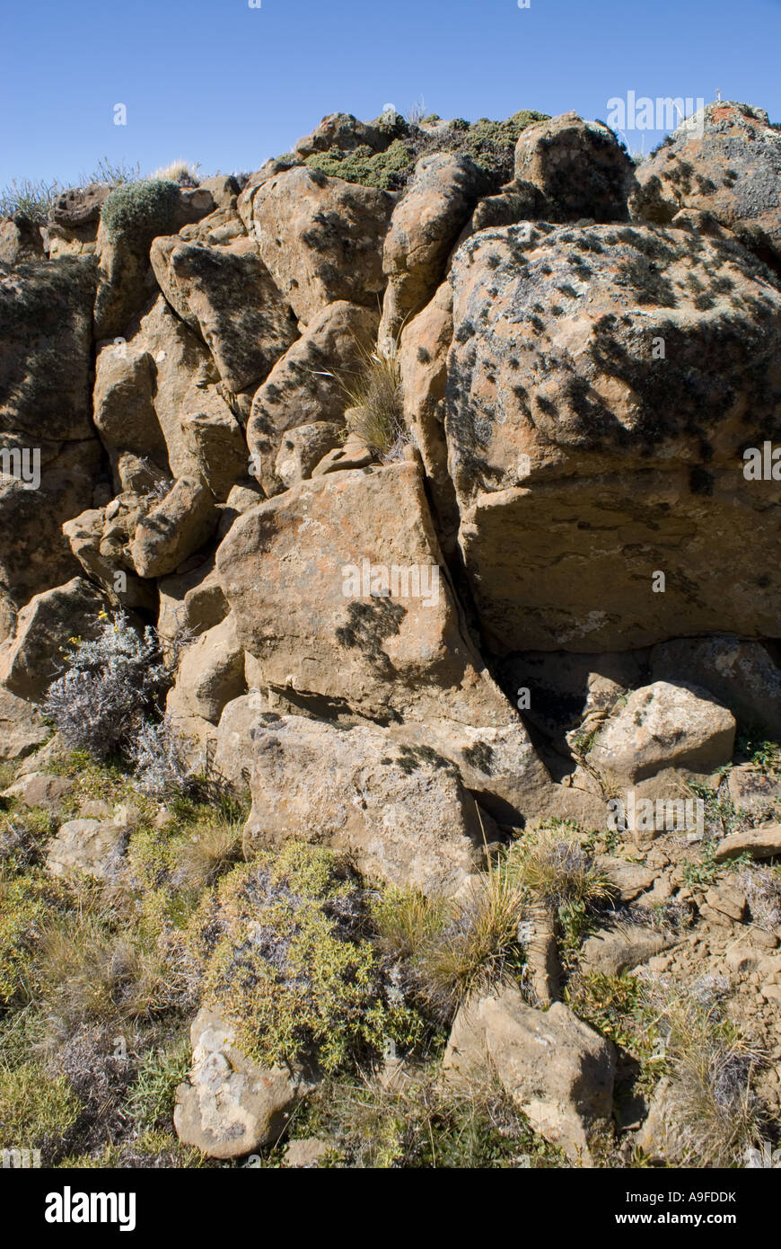 SONY DSC,Calafate 2319 Stock Photo - Alamy