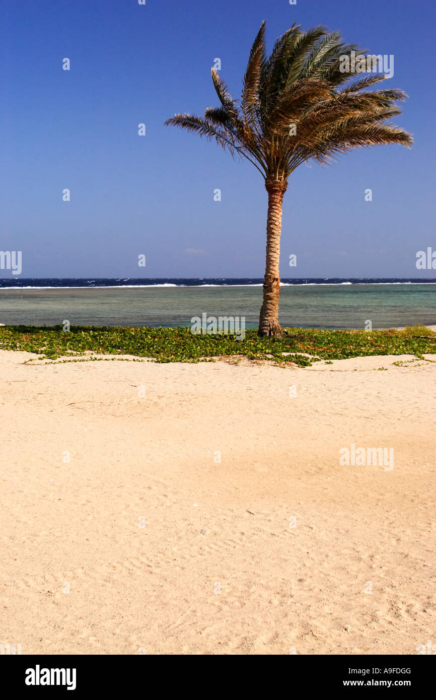 Africa, Egypt, Marsa Alam, Red Sea, palm tree on beach Stock Photo - Alamy
