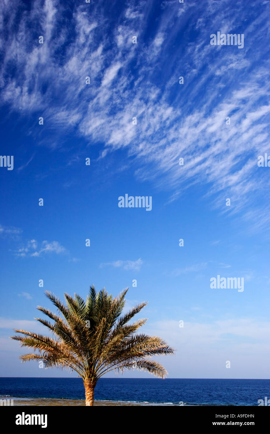 Africa, Egypt, Marsa Alam, Red Sea, palm tree on beach Stock Photo - Alamy