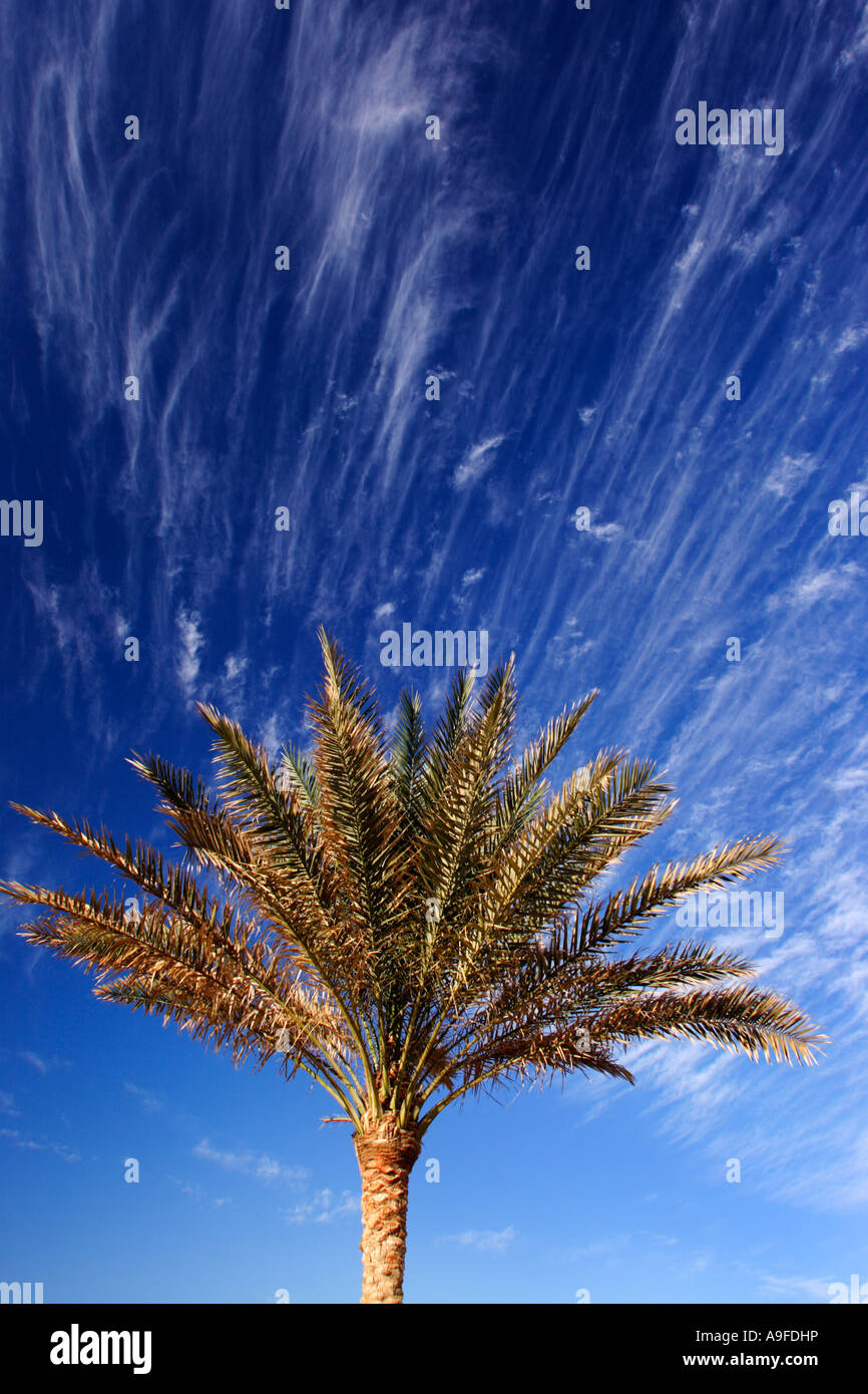 Africa, Egypt, Marsa Alam, Red Sea, palm tree on beach Stock Photo - Alamy