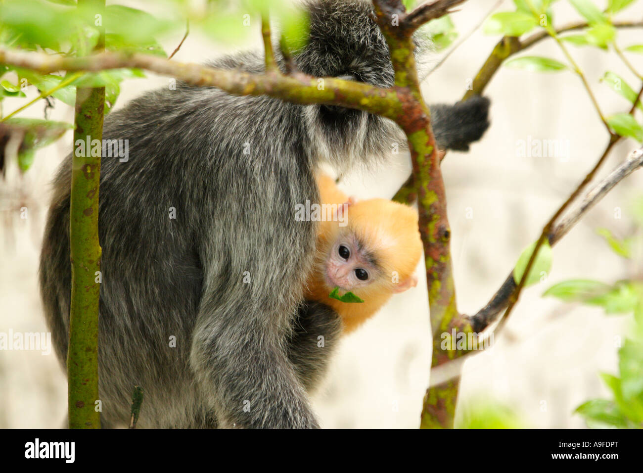 Silver Leaf Monkey Bako National Park High Resolution Stock Photography ...