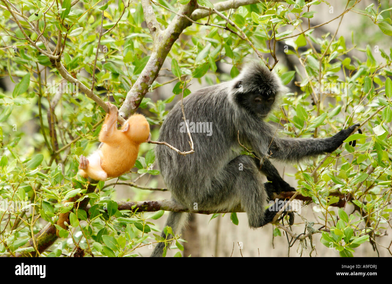 Silver langur hi-res stock photography and images - Alamy