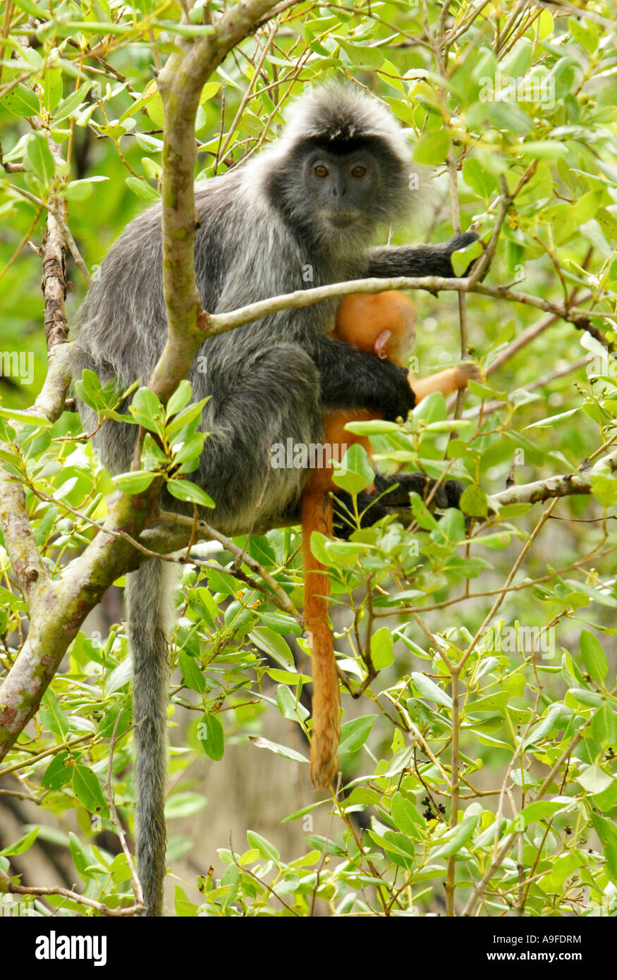 Silver Leaf Monkey Bako National Park High Resolution Stock Photography ...