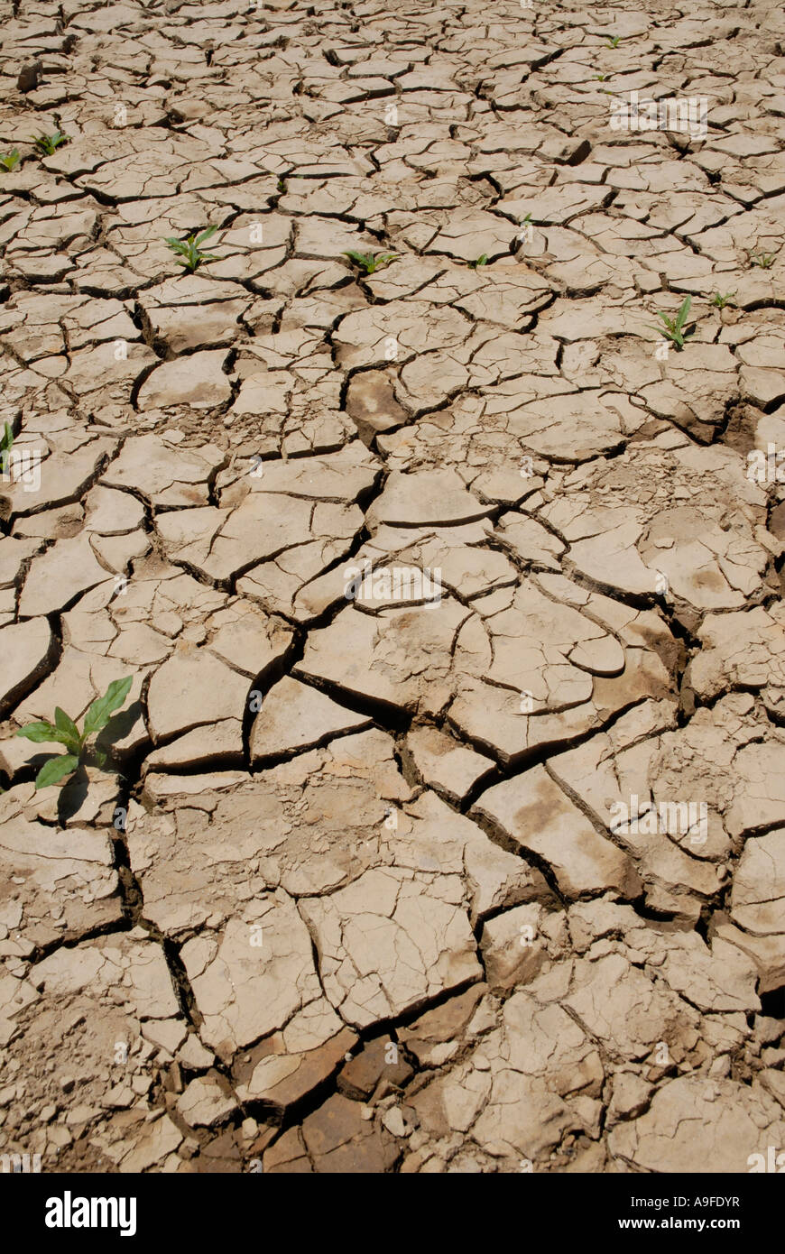 Close up of dried earth near Bonnie Doon Victoria Australia Stock Photo ...