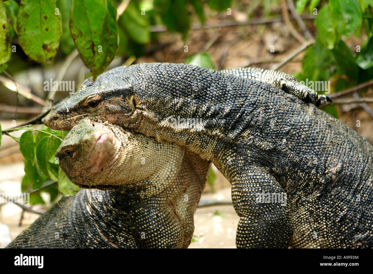 Asia, Malaysia, Monitor Lizards (Varanus salvator) fighting Stock Photo ...