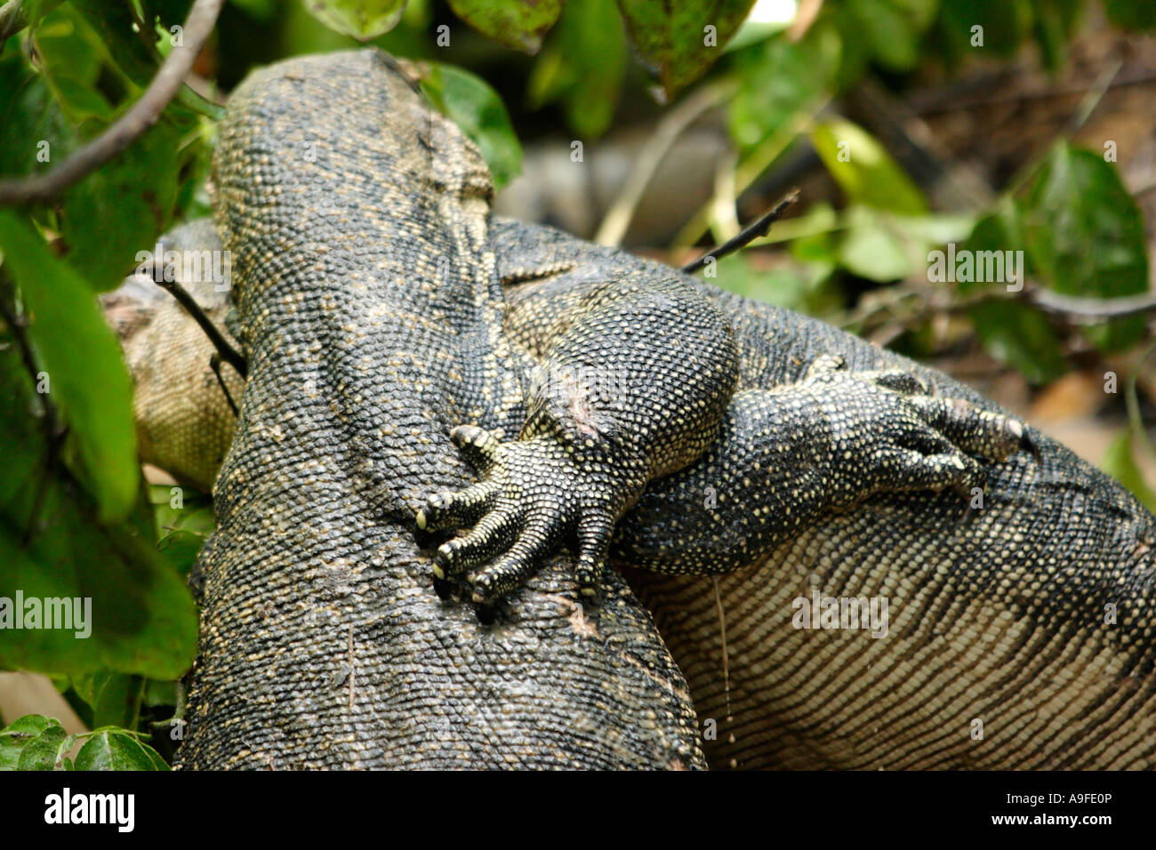 Asia, Malaysia, Monitor Lizards (Varanus salvator) fighting Stock Photo ...