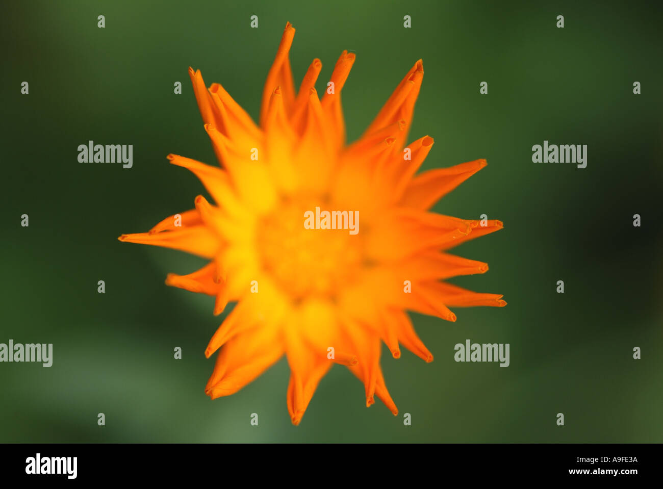 Rediate hi-res stock photography and images - Alamy