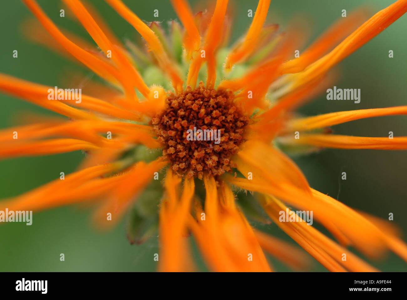 Rediate hi-res stock photography and images - Alamy