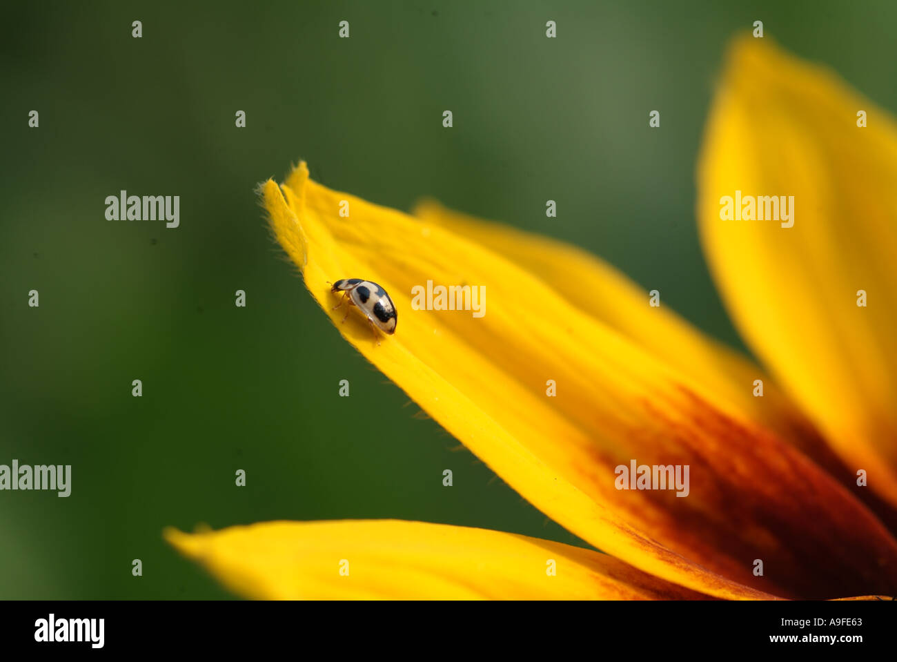 Flower and insect Stock Photo - Alamy