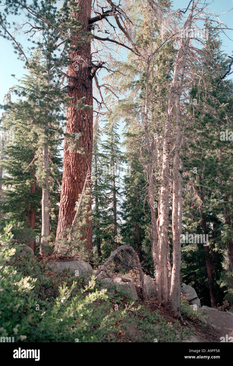 Side lit pine trees hi-res stock photography and images - Alamy