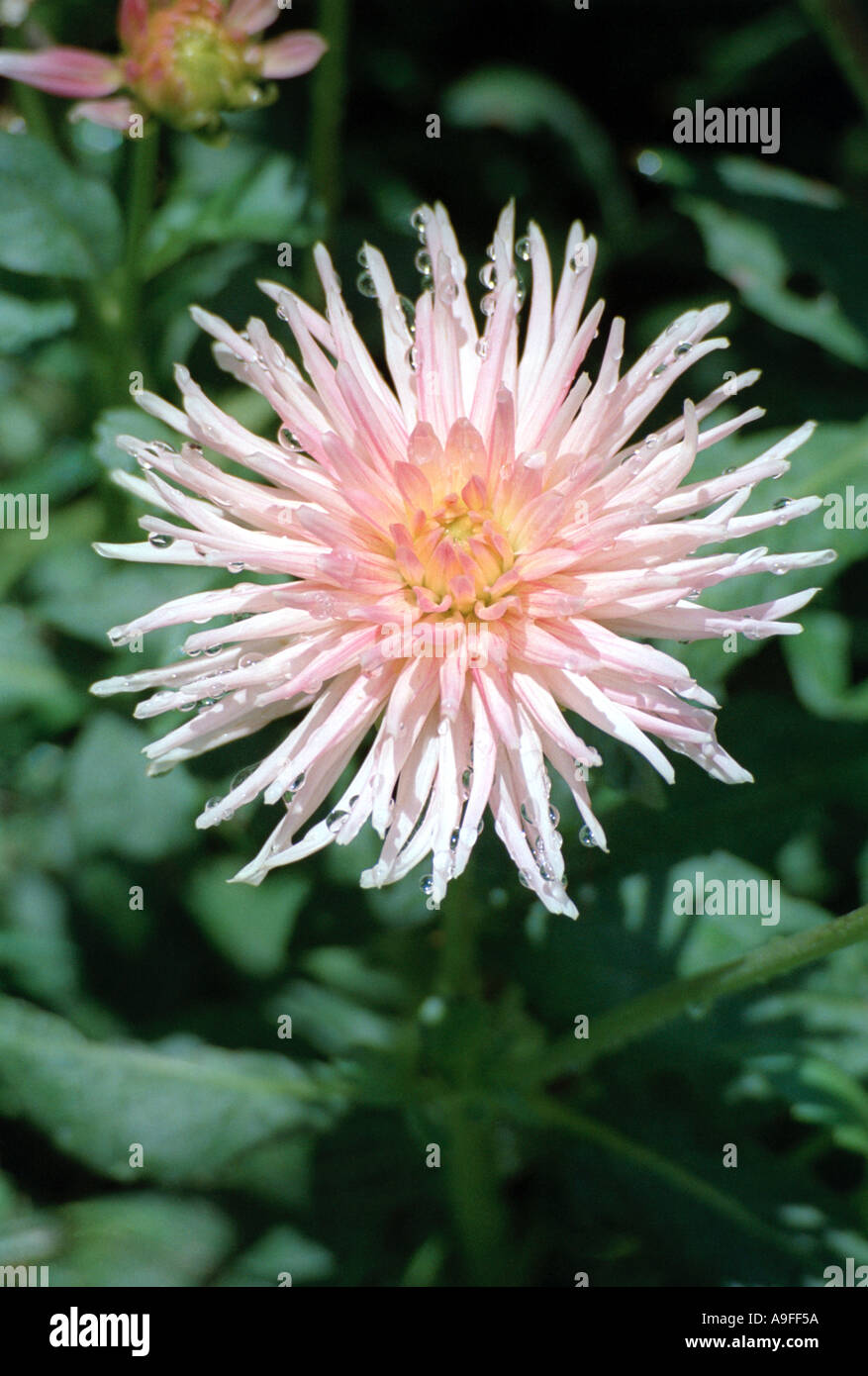 Light pink inner petals hi-res stock photography and images - Alamy