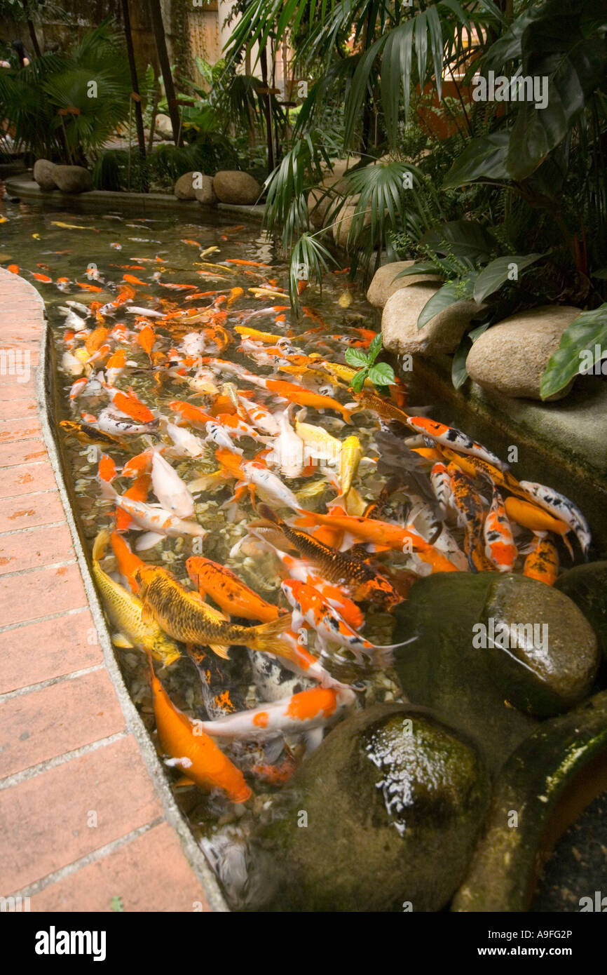 The carp ponds inside One Utama Shopping Centre in Bandar Utama ...