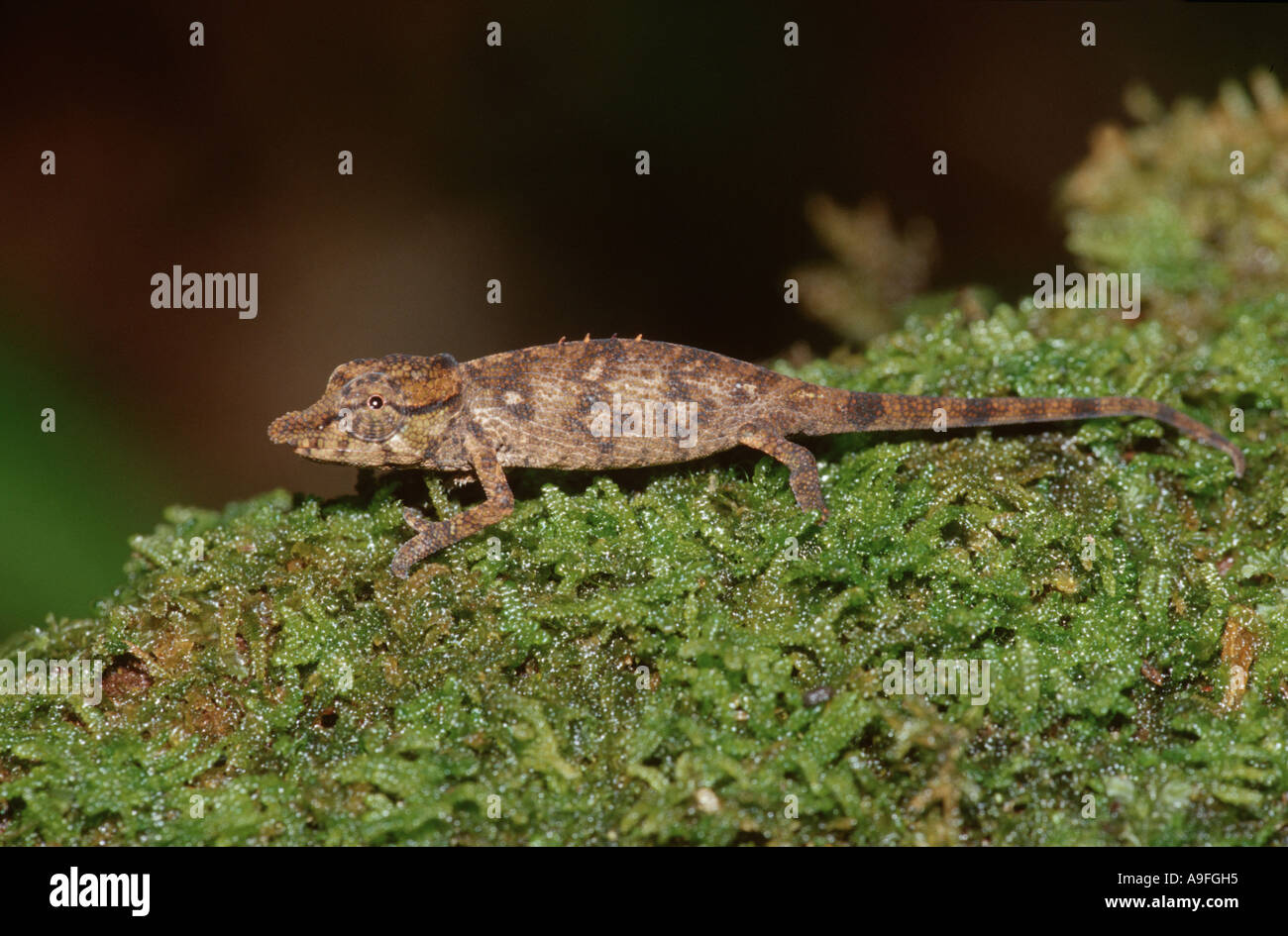 minute leaf chameleon, dwarf chameleon (Brookesia minima), walking on ...
