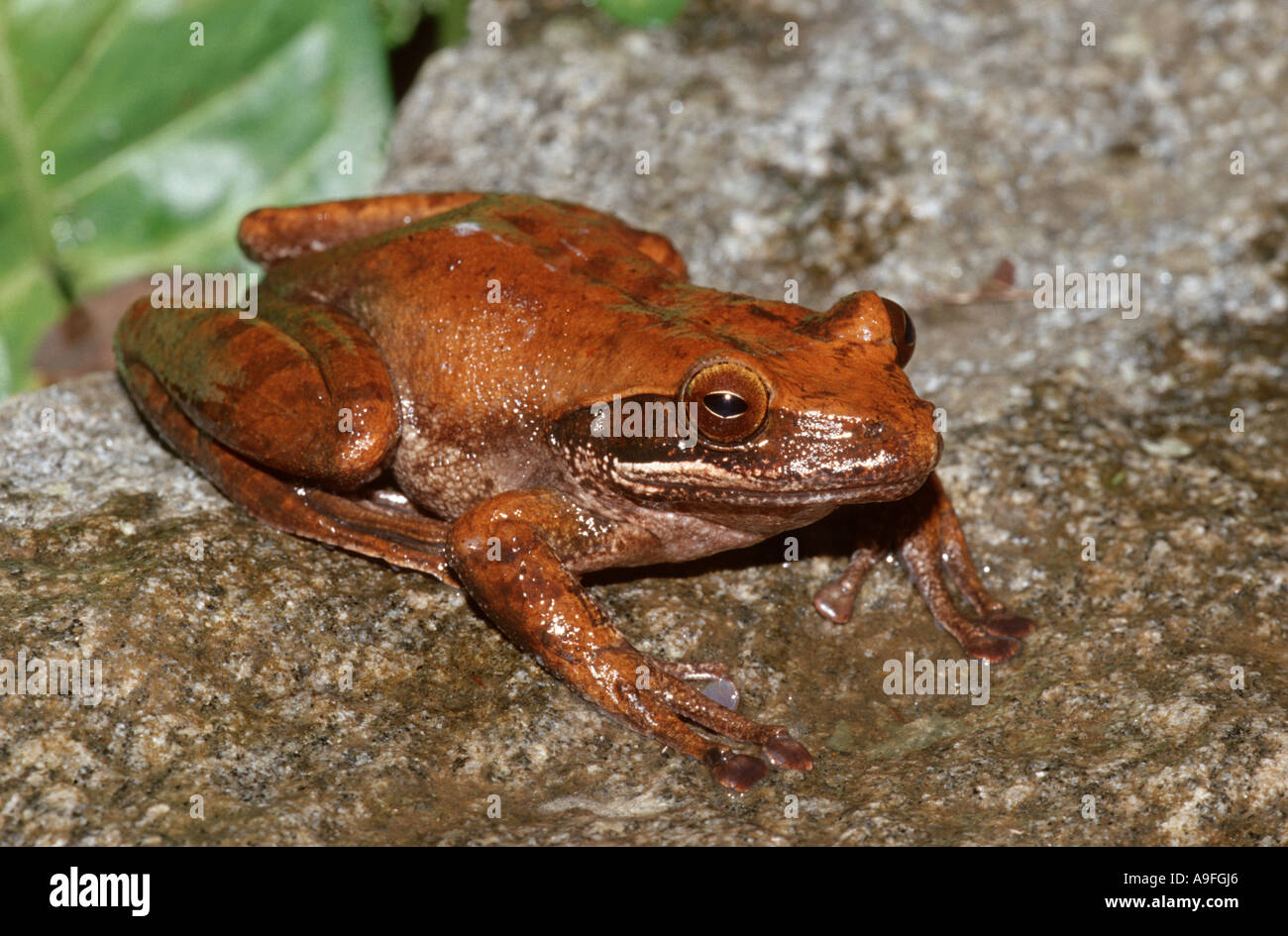 Dyscophus Antongili High Resolution Stock Photography and Images - Alamy