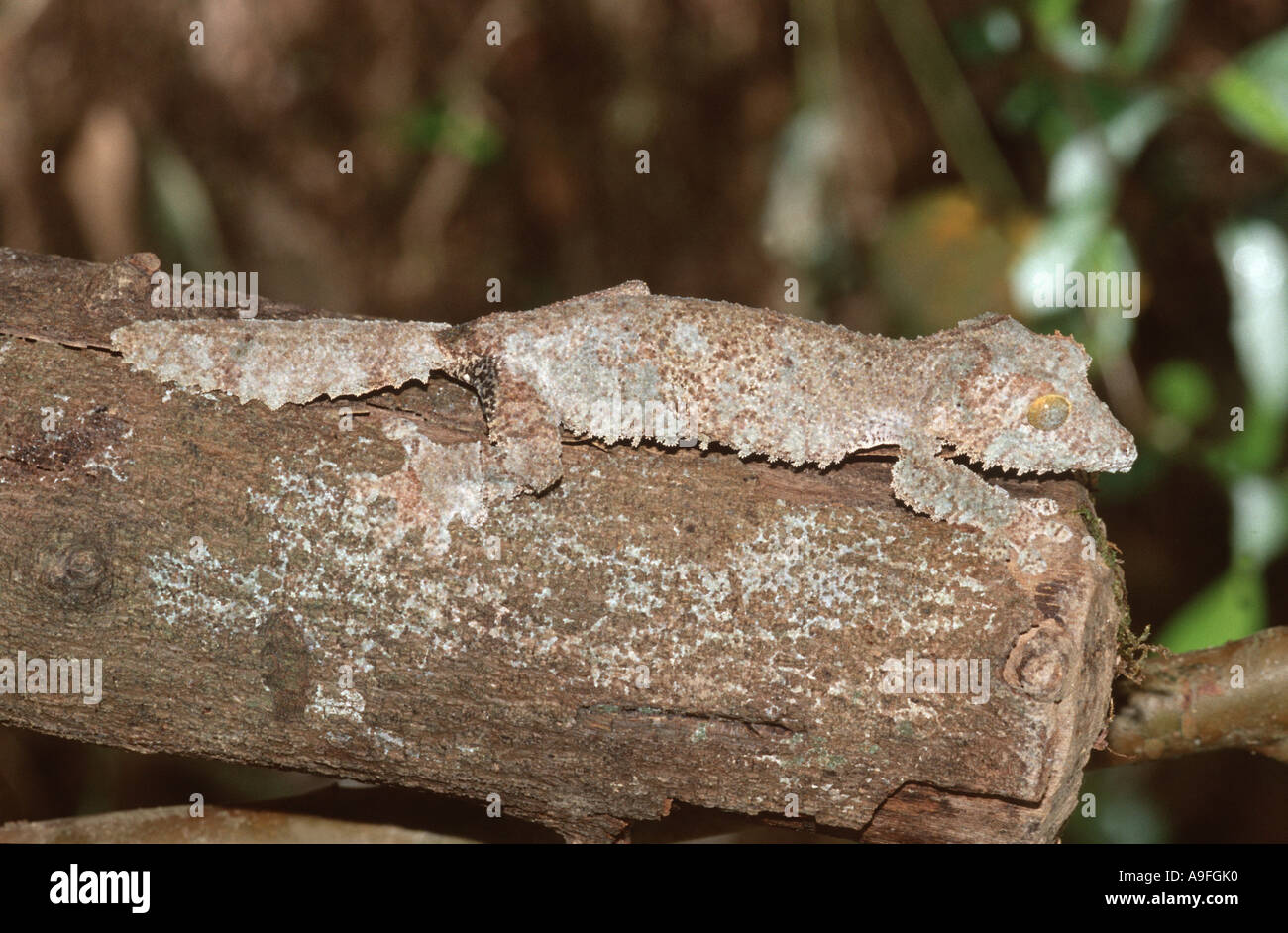 Sitting on tree w hi-res stock photography and images - Alamy