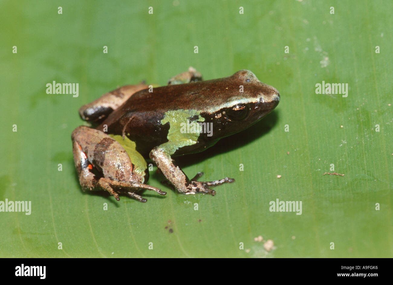 Madagascar mantella pulchra w hi-res stock photography and images - Alamy