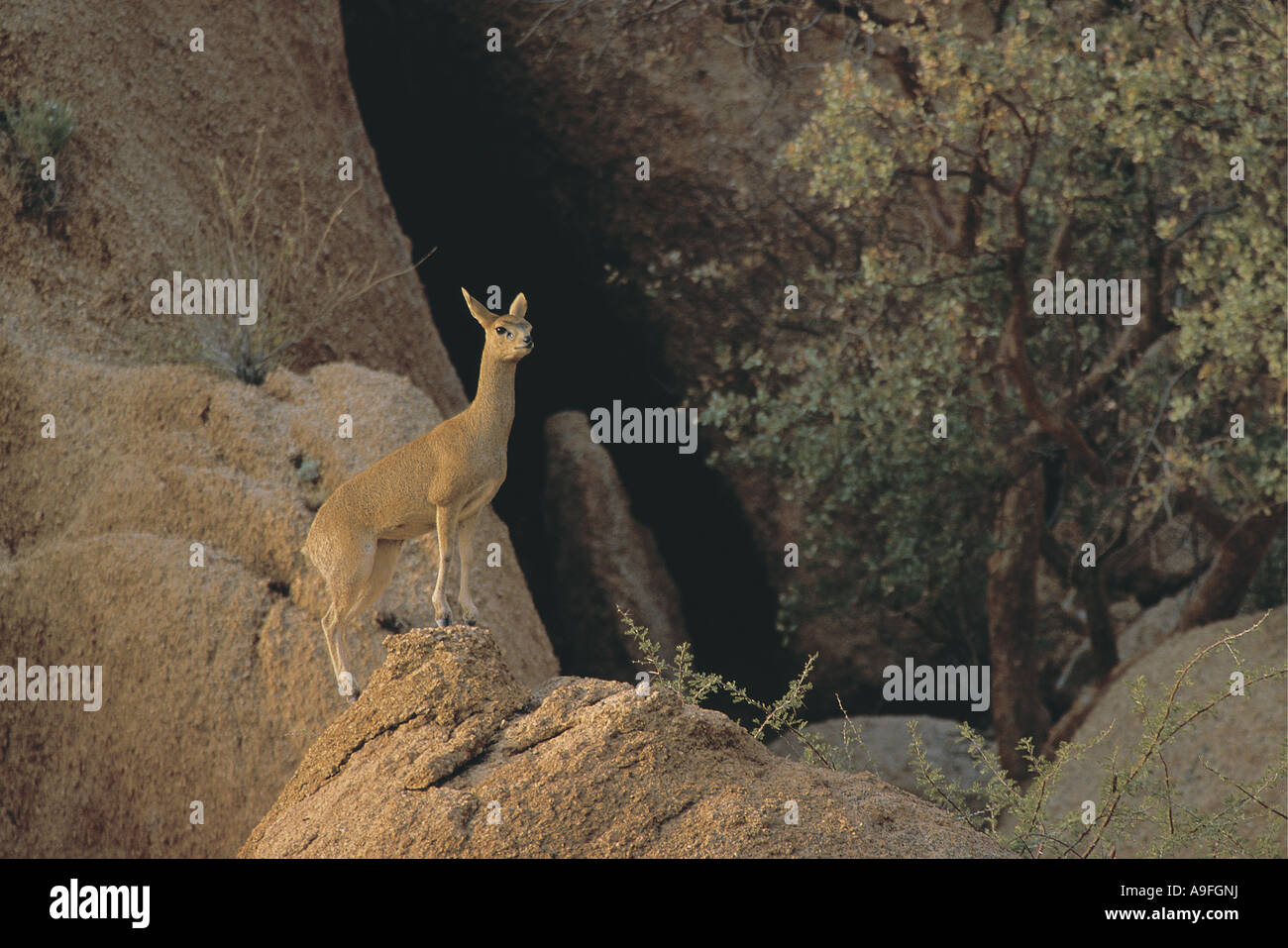 Female Klipspringer standing on a ledge amongst boulders in Spitzkoppe ...