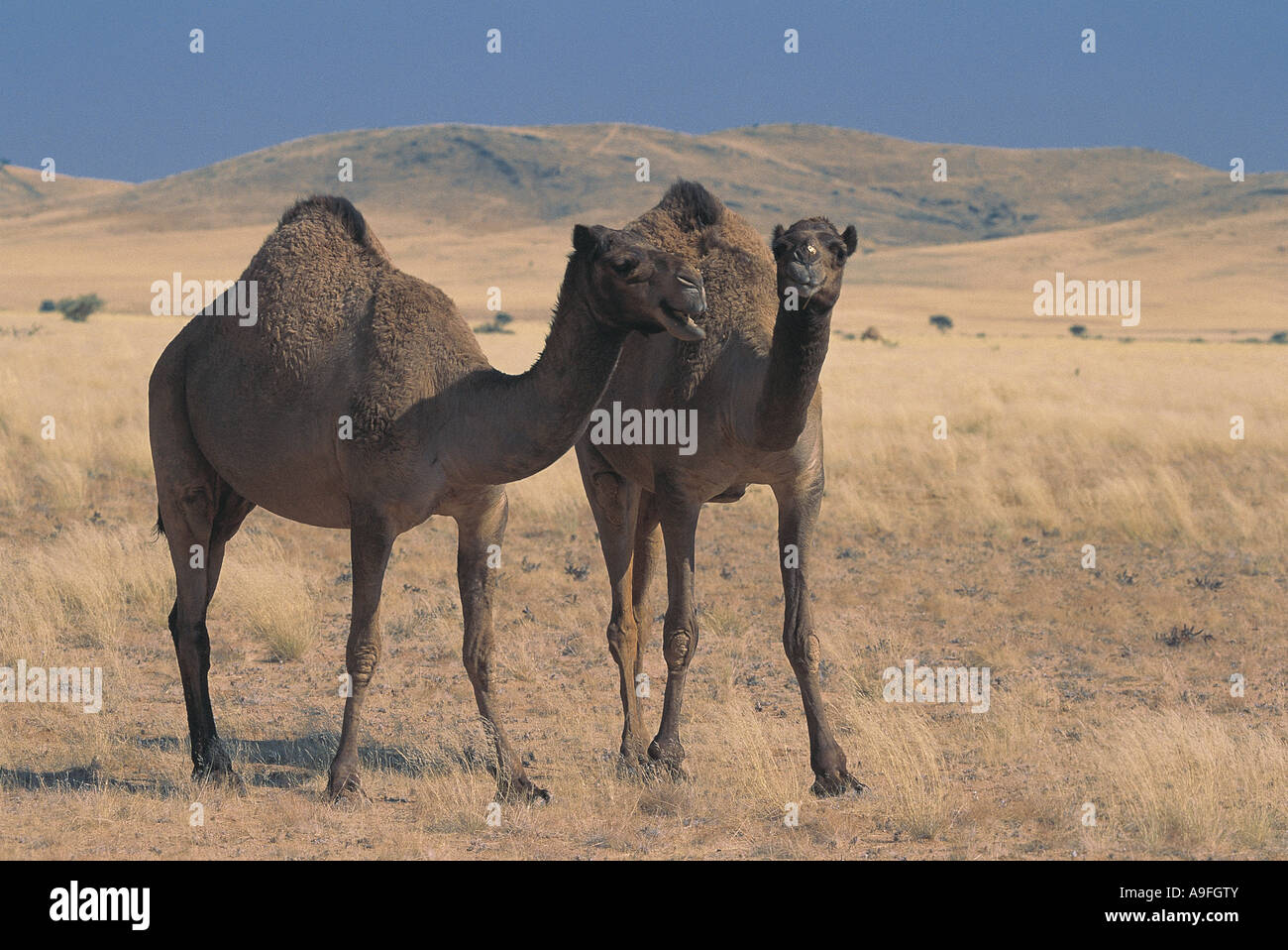 Camels hoof hi-res stock photography and images - Alamy