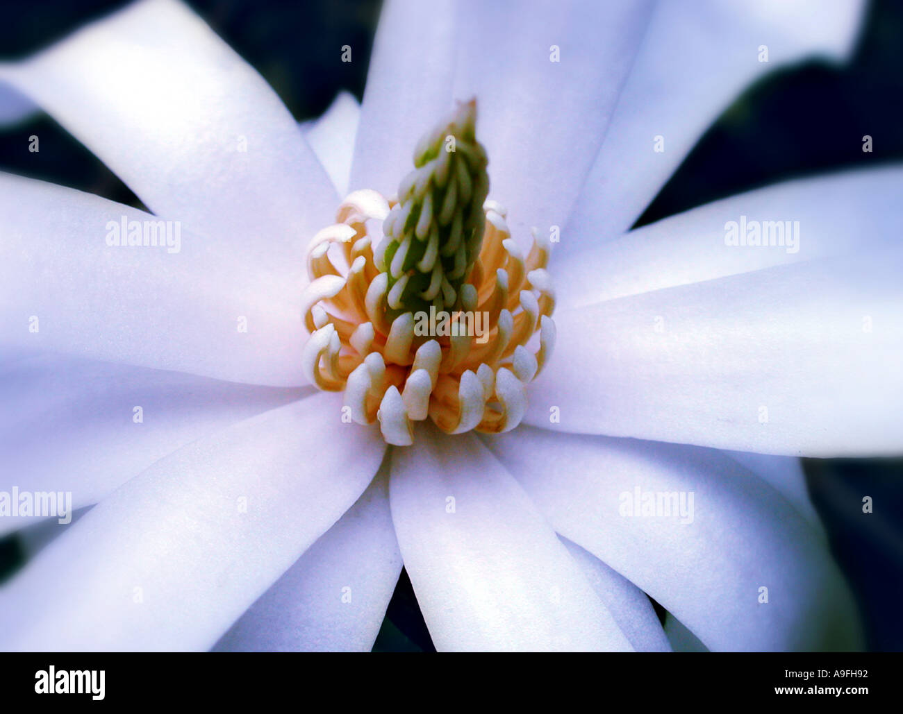 COMMON NAME Magnolia LATIN NAME Magnolia x loebneri Stock Photo - Alamy