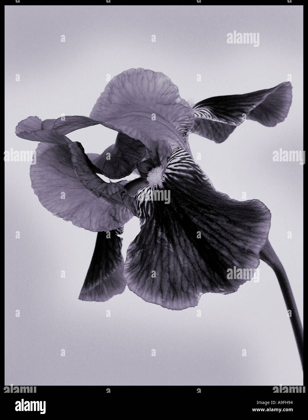 Magic man hi-res stock photography and images - Alamy