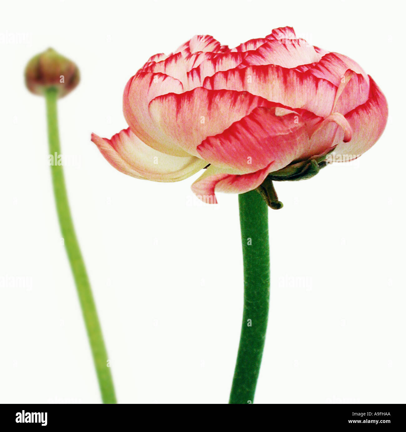 COMMON NAME Ranunculus LATIN NAME Ranunculus Stock Photo - Alamy