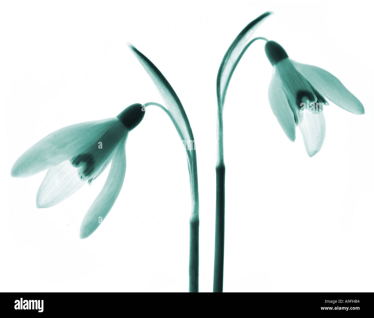 Common name snowdrop latin name hi-res stock photography and images - Alamy