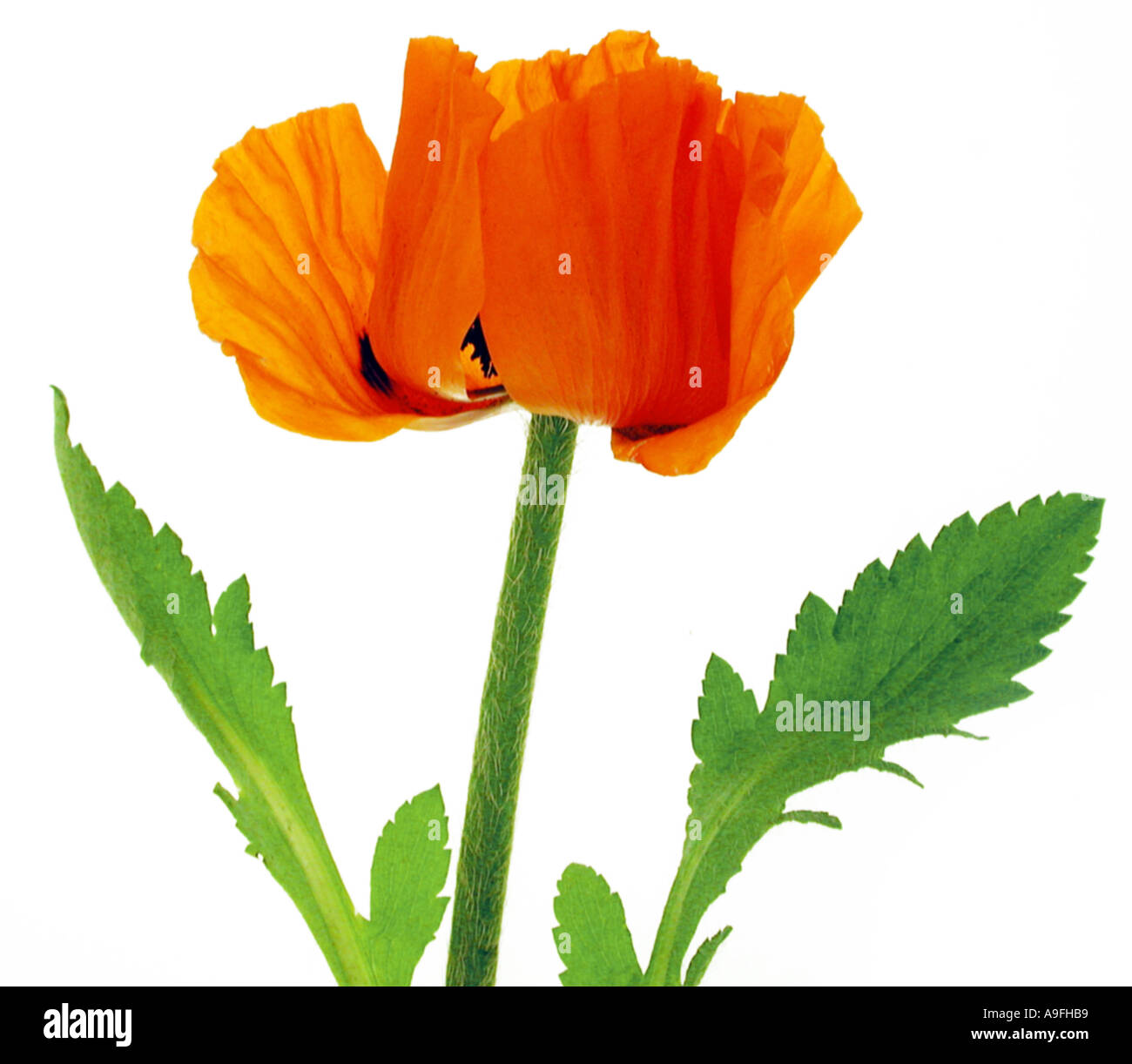COMMON NAME Poppy oriental LATIN NAME Papaver orientale Stock Photo - Alamy