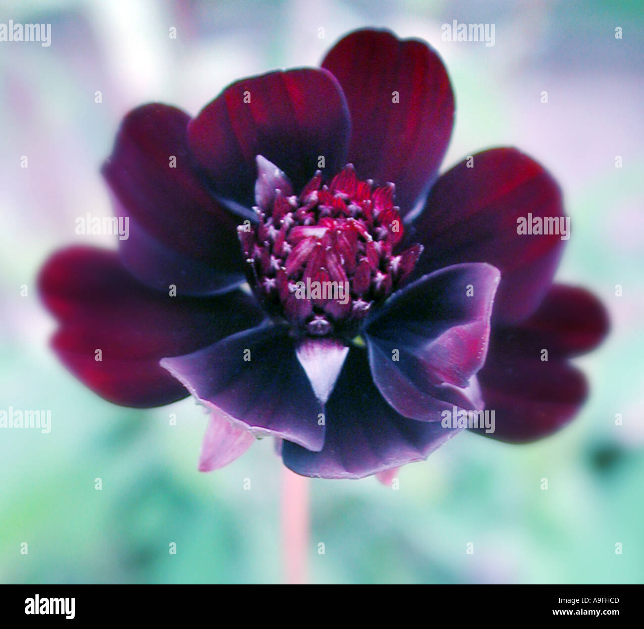 COMMON NAME Chocolate cosmos LATIN NAME Cosmos atrosanguineus Stock ...