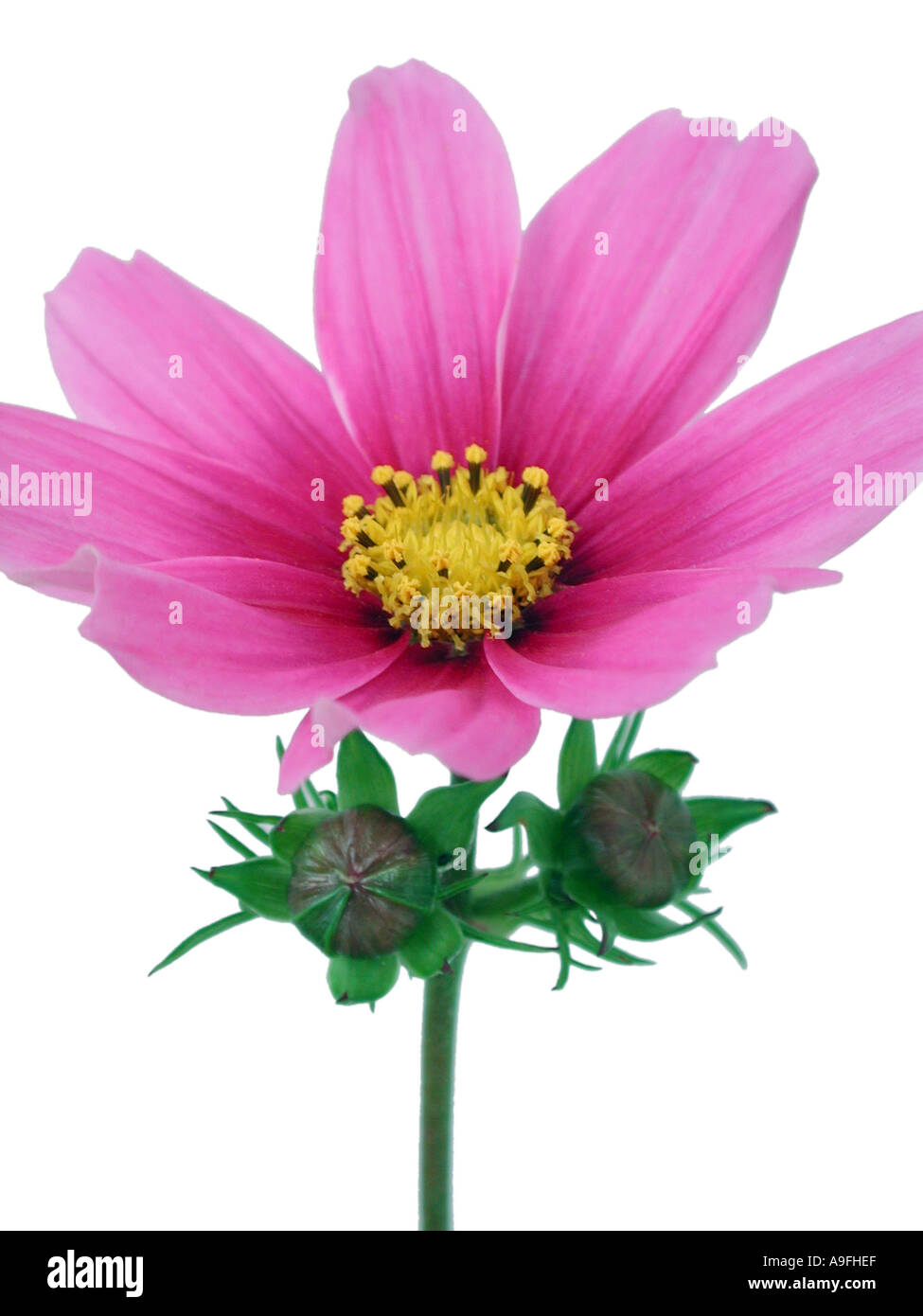 Common cosmos hi-res stock photography and images - Alamy