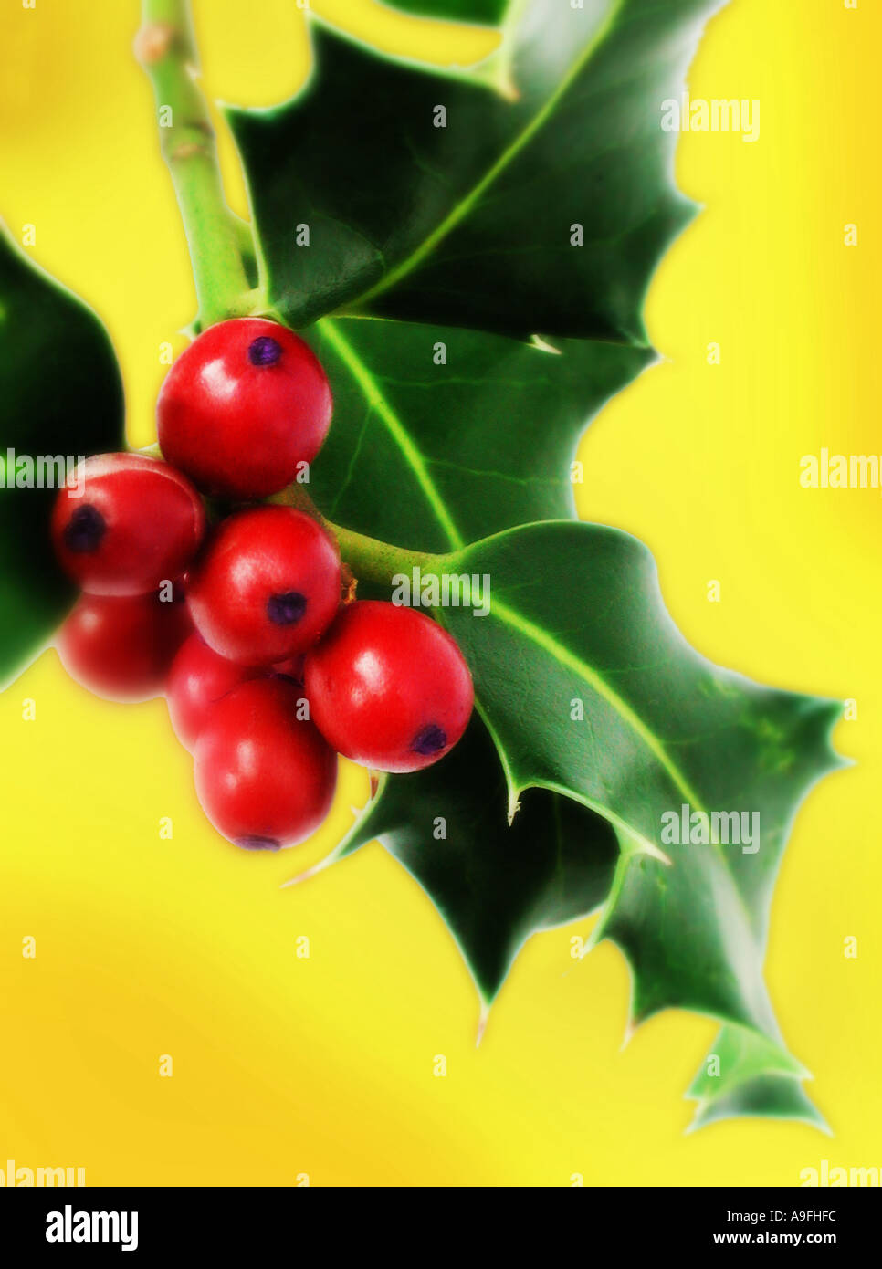 Holly common hi-res stock photography and images - Alamy