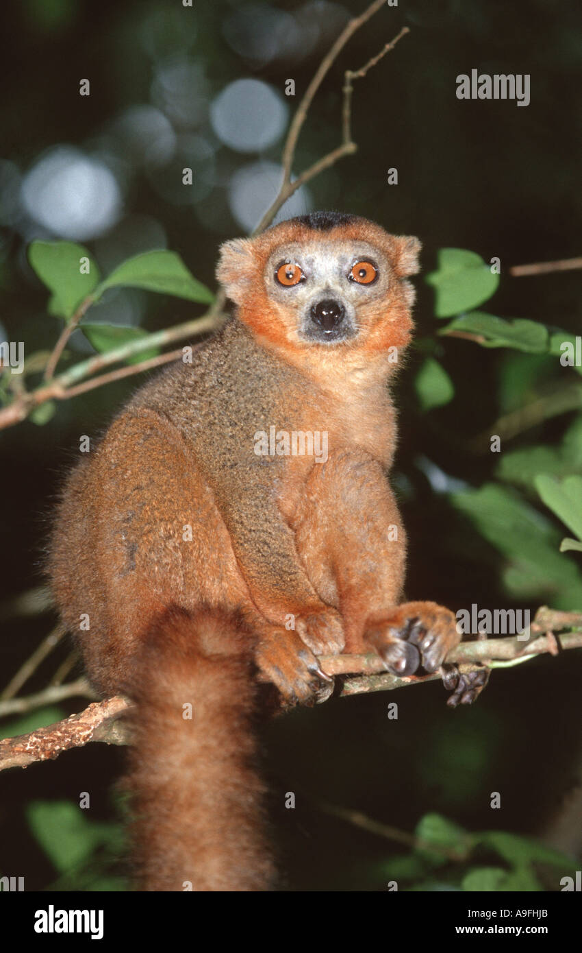 crowned lemur (Lemur coronatus, Petterus coronatus, Eulemur coronatus ...